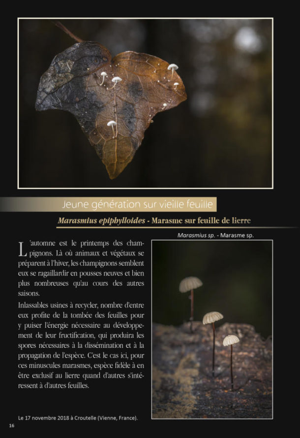 Mystérieux mycètes - Fungi Friend Photos