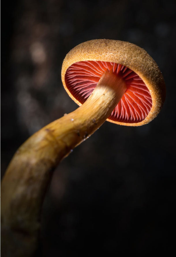 Mystérieux mycètes - Fungi Friend Photos